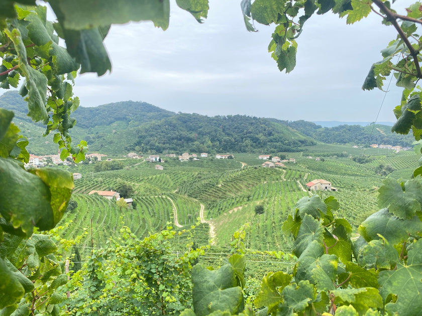 The Ultimate Guide to Prosecco – Cellar Door Wines